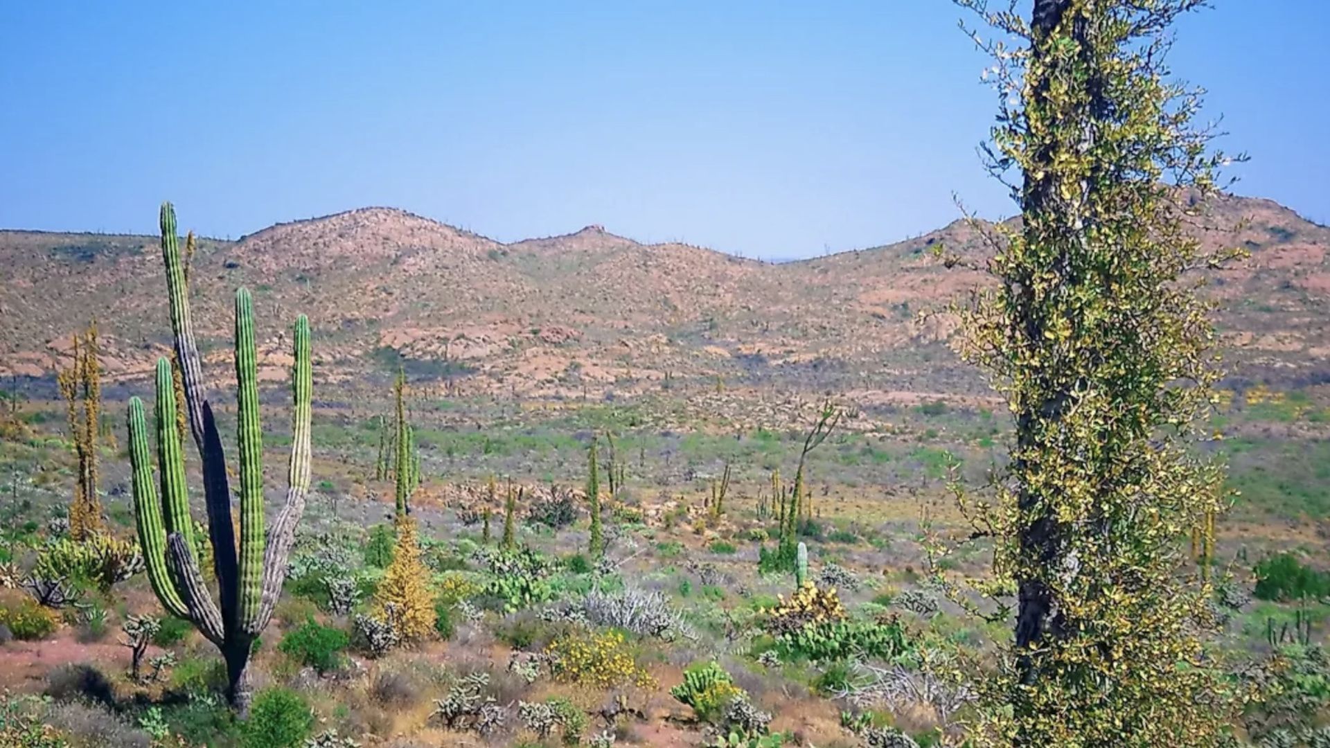 Touring the Legendary Baja with a Baja Legend - Bronco Nation